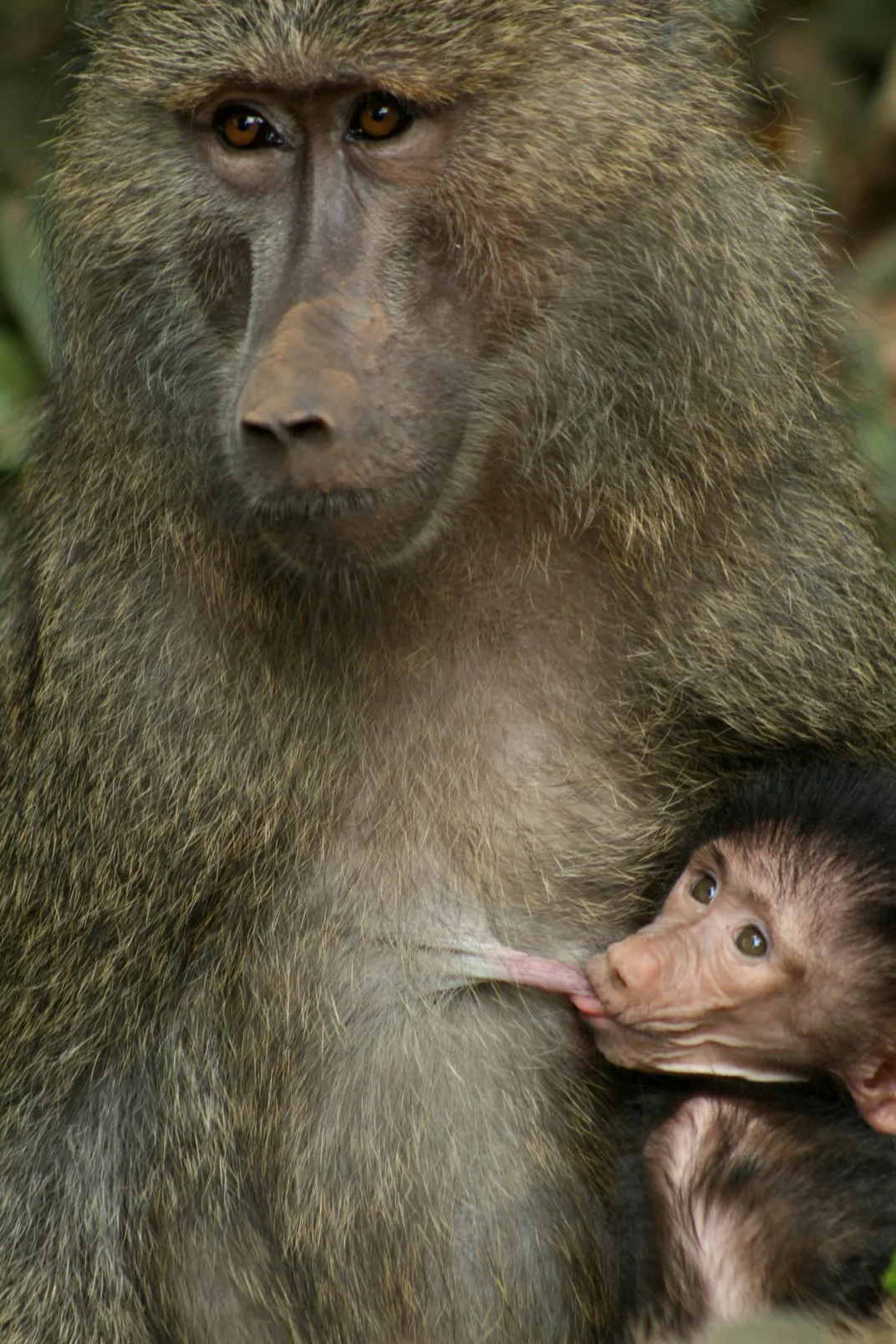 Baboon breastfeeding her baby near Lake Manyara, Tanzania | Smithsonian ...