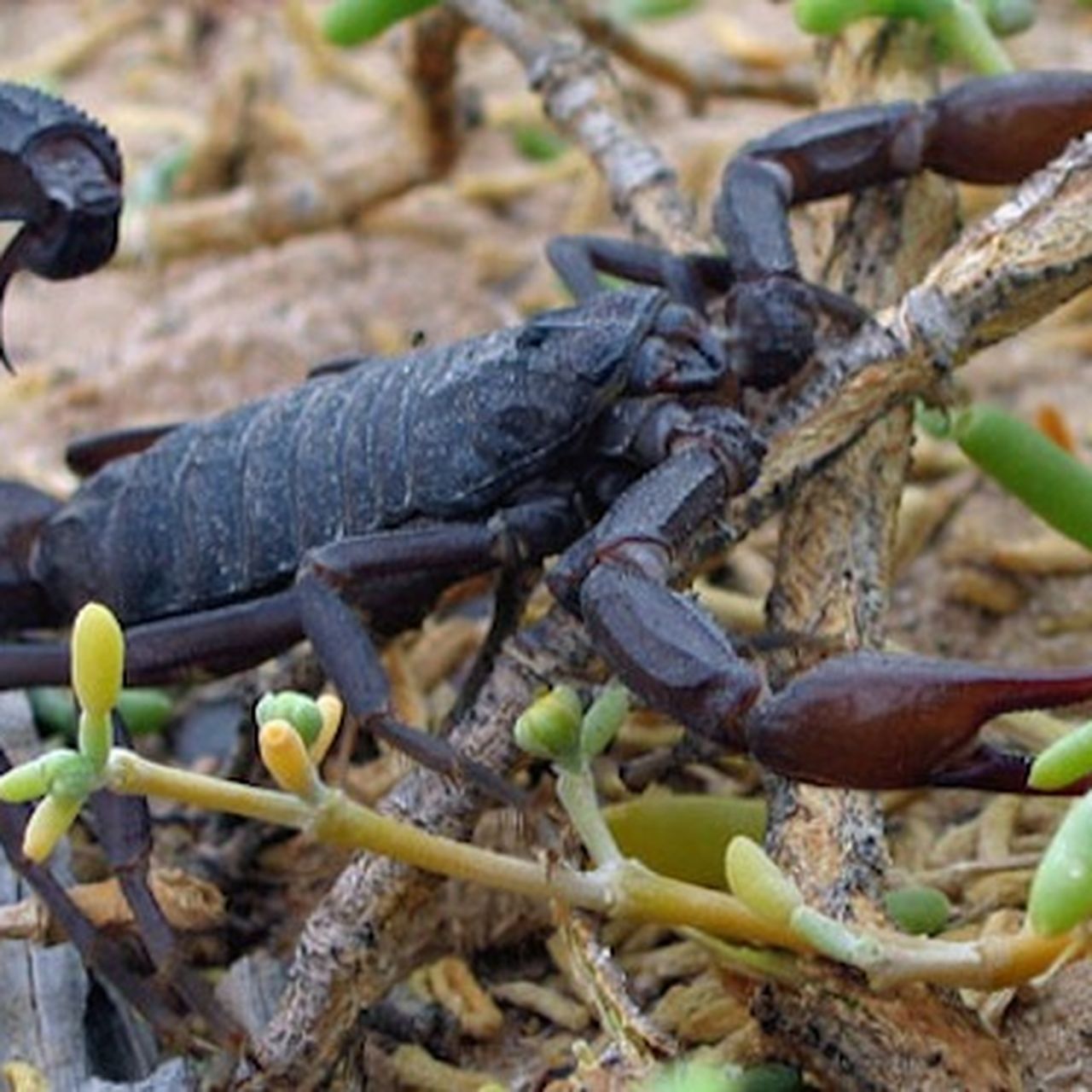 Whats So Special About The Deathstalker Scorpion Discover Magazine