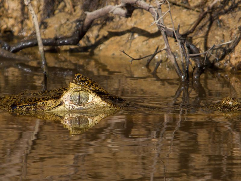 An alligator watching us during a tour in the amazon. | Smithsonian ...