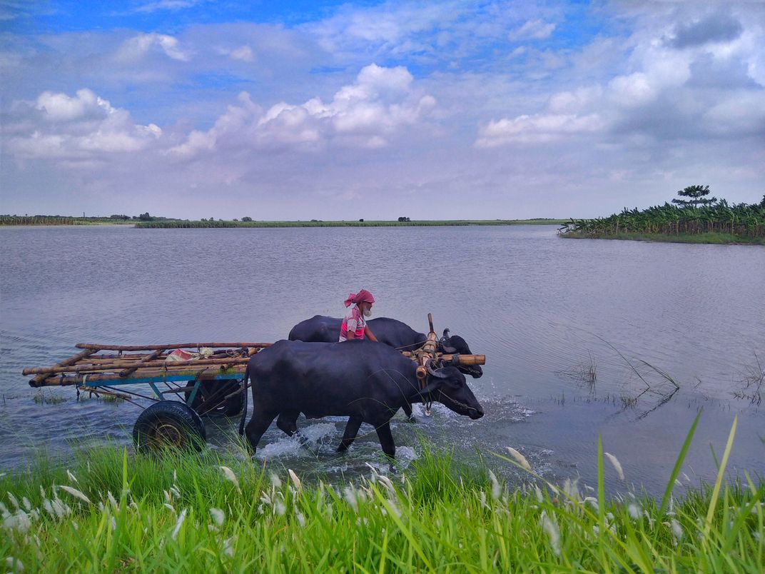 Traditional buffalo carts | Smithsonian Photo Contest | Smithsonian ...