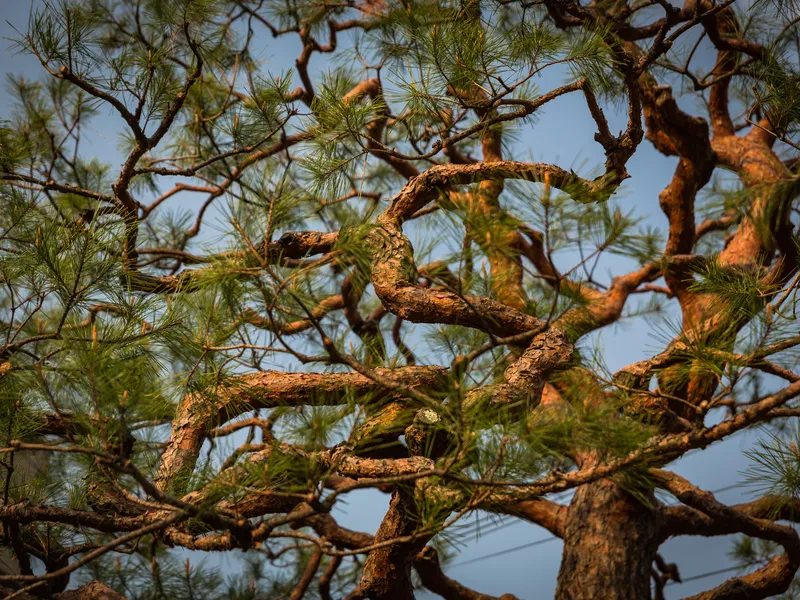 Japanese tree | Smithsonian Photo Contest | Smithsonian Magazine