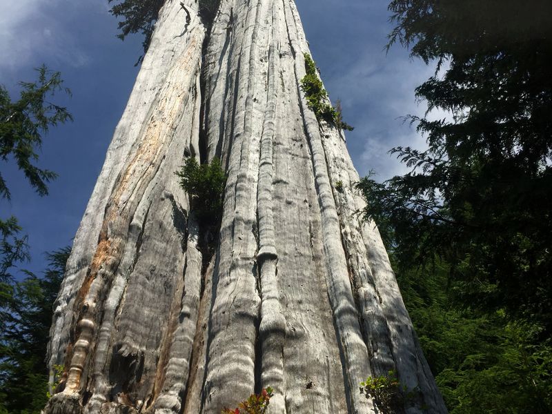 Giant Western Red Cedar | Smithsonian Photo Contest | Smithsonian Magazine