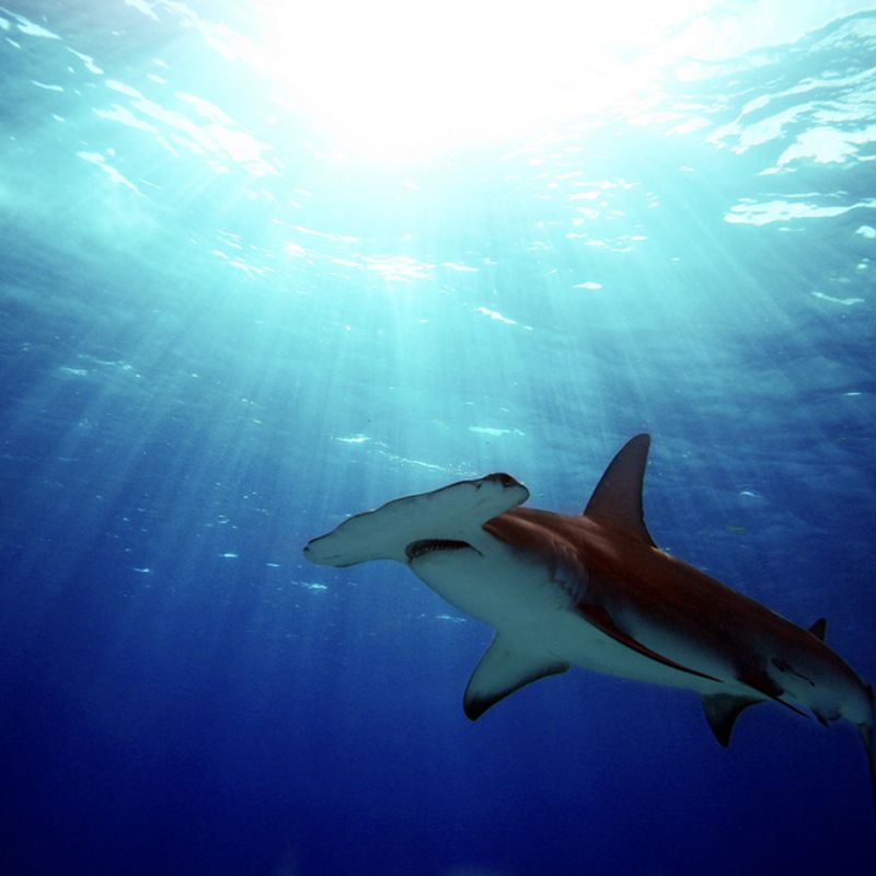 The Submarine Shark Legend