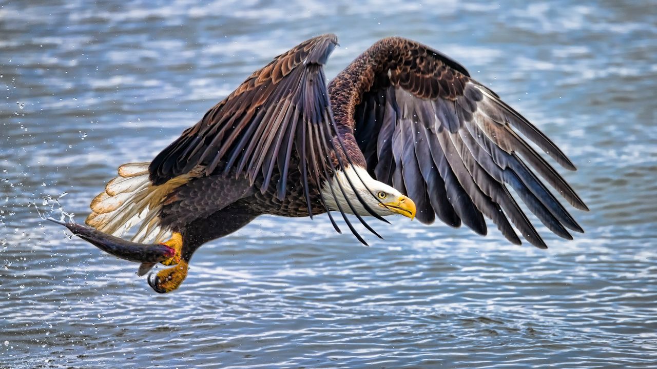 Eagle Hunting Hd Wallpaper