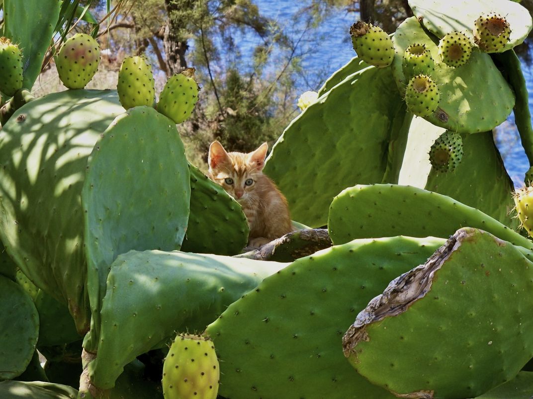 A brilliant orange cat sitting in the cacti. Photo taken by a 13-year ...