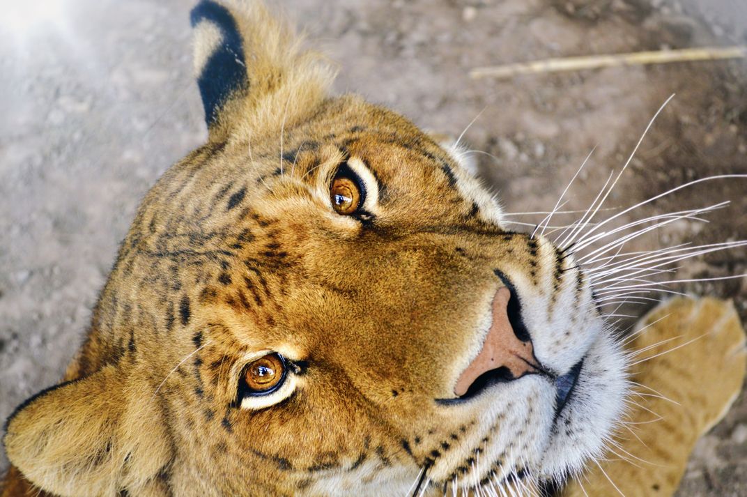 A magnificent lion early in the morning | Smithsonian Photo Contest ...