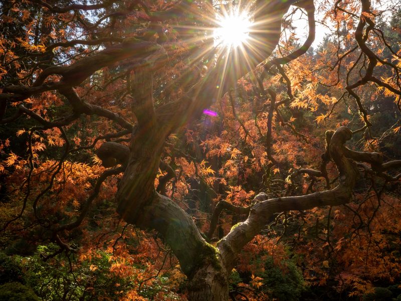 Starburst Tree | Smithsonian Photo Contest | Smithsonian Magazine
