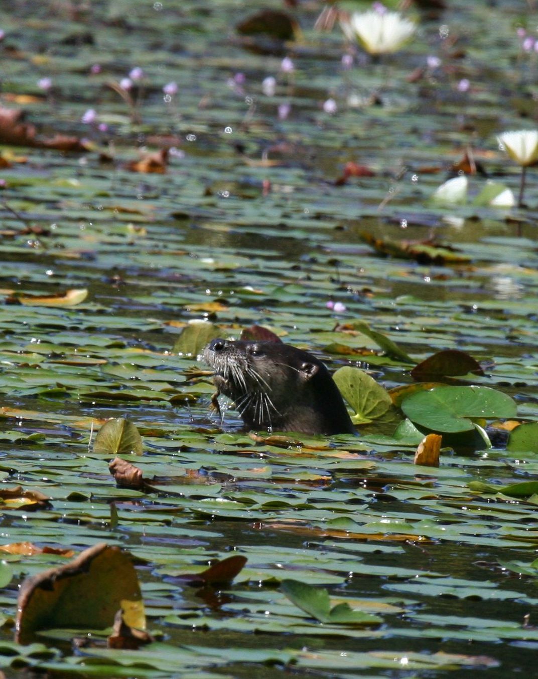 This elusive otter was having a great time eating the frogs in great ...