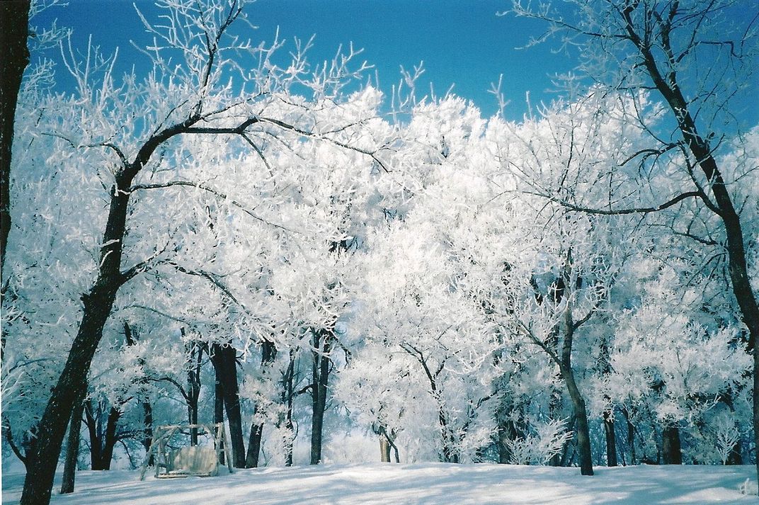 A beautiful winter day in my back yard | Smithsonian Photo Contest ...