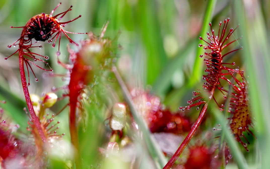 Sundew with prey | Smithsonian Photo Contest | Smithsonian Magazine