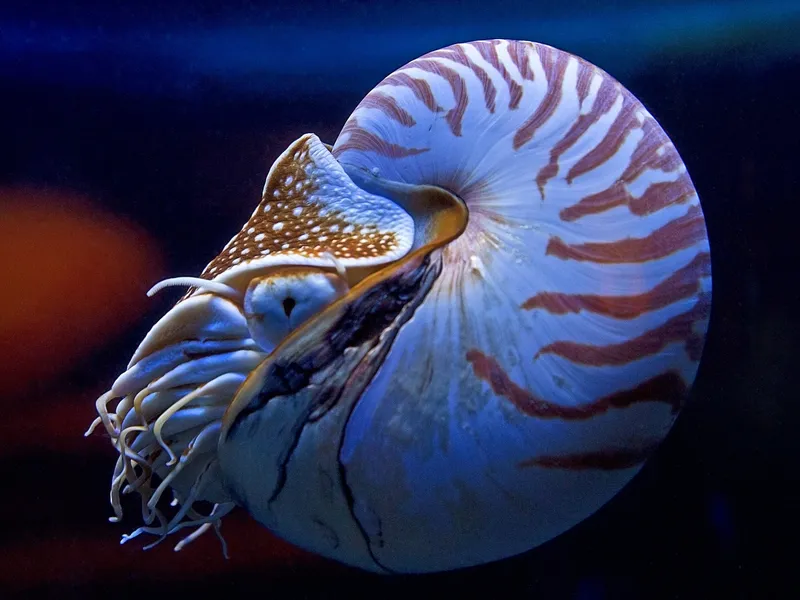 Close up of chambered nautilus at the Long Beach Aquarium of the ...
