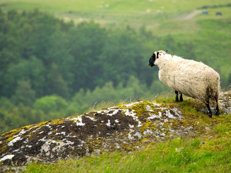 A sheep stands on a cliff in the rain. | Smithsonian Photo Contest ...