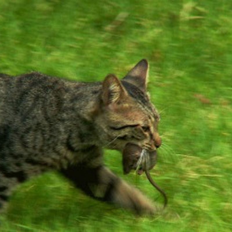 Rat Vs Cat Are Cats Good At Catching Rats? | Automatic Trap Company