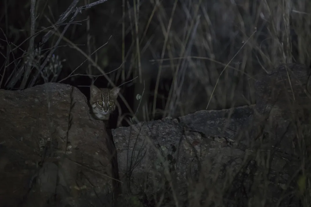 Rare Rusty-spotted cat watching around its territory | Smithsonian ...