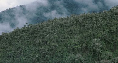 andes forest