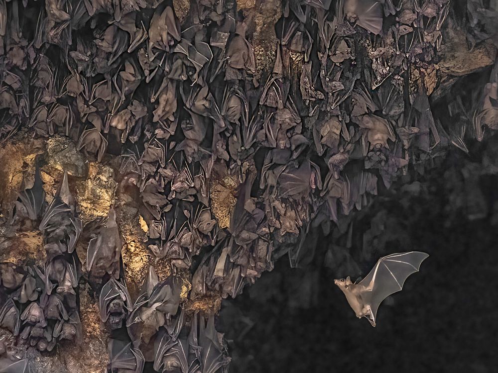 Thousands of bats living in a temple in Bali | Smithsonian Photo ...