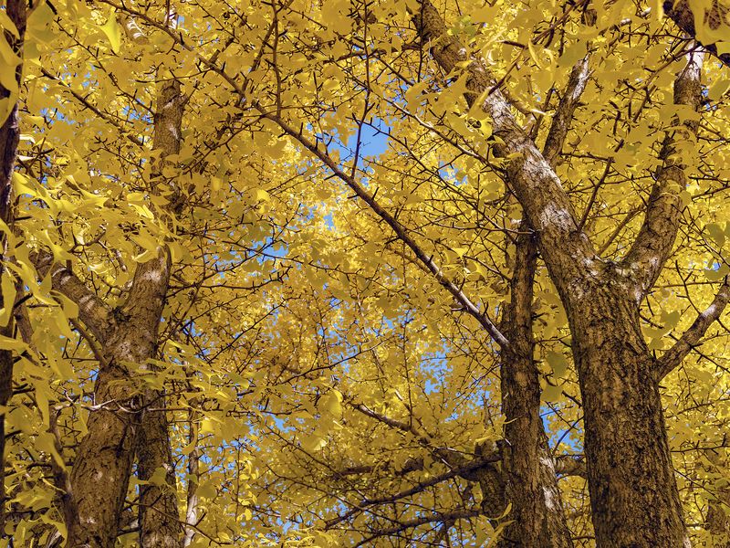 Autumn Gingko Gold | Smithsonian Photo Contest | Smithsonian Magazine