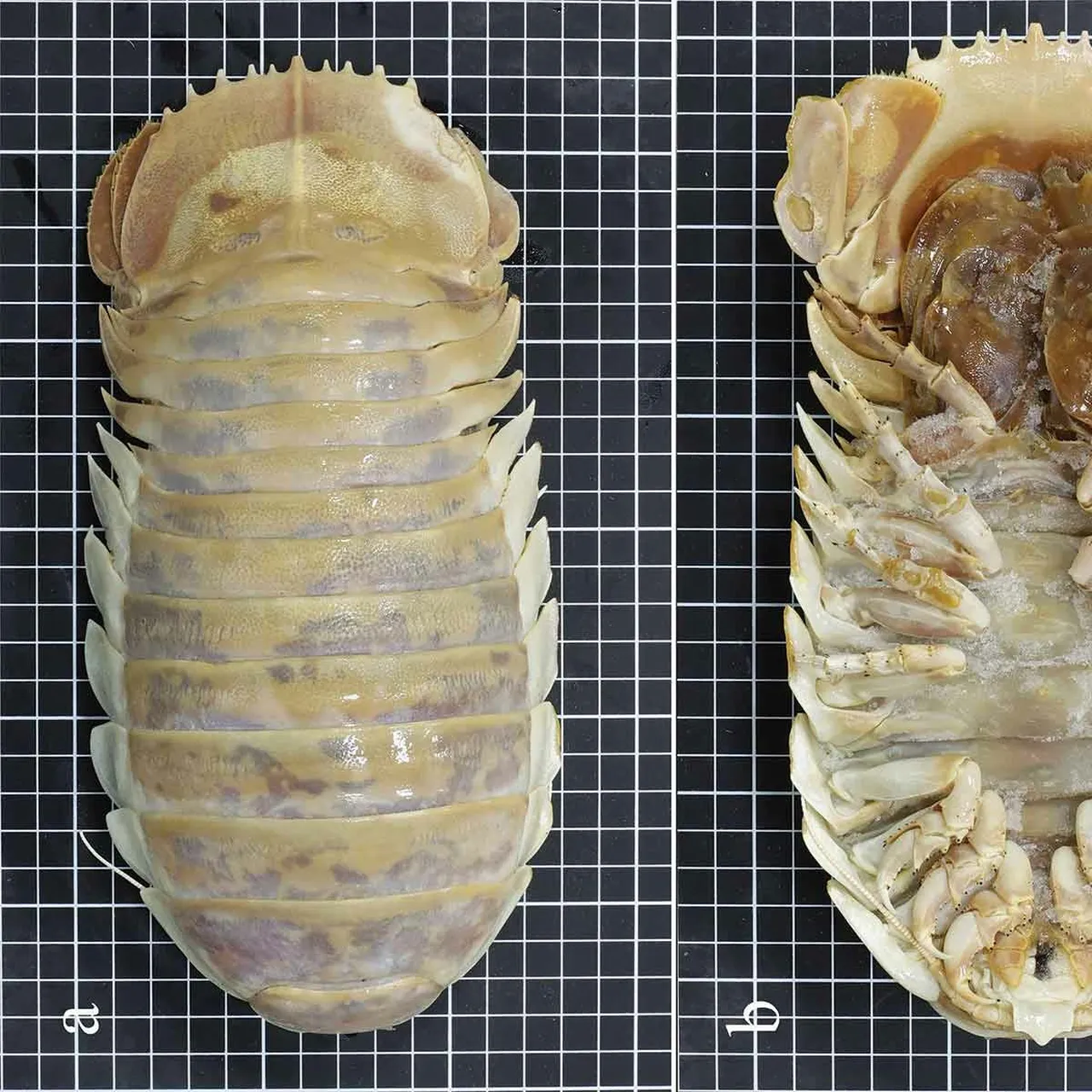 Giant Isopods Size Amazing Animals Pictures: A Creepy Monster Of The