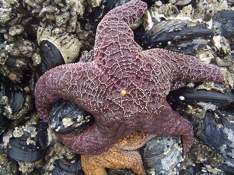 Starfish Eating Clam