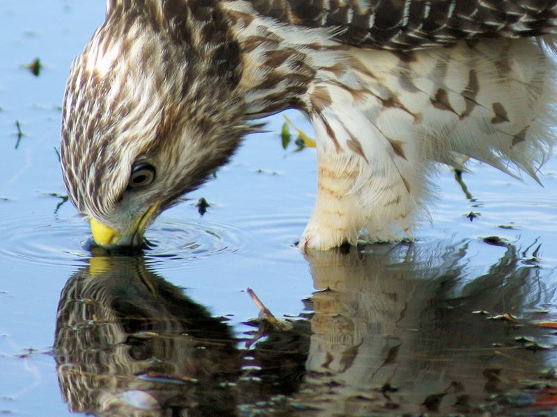 Getting a snoot full. | Smithsonian Photo Contest | Smithsonian Magazine