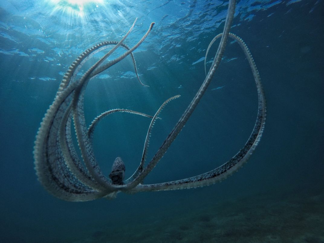 Octopus hangin' loose | Smithsonian Photo Contest | Smithsonian Magazine