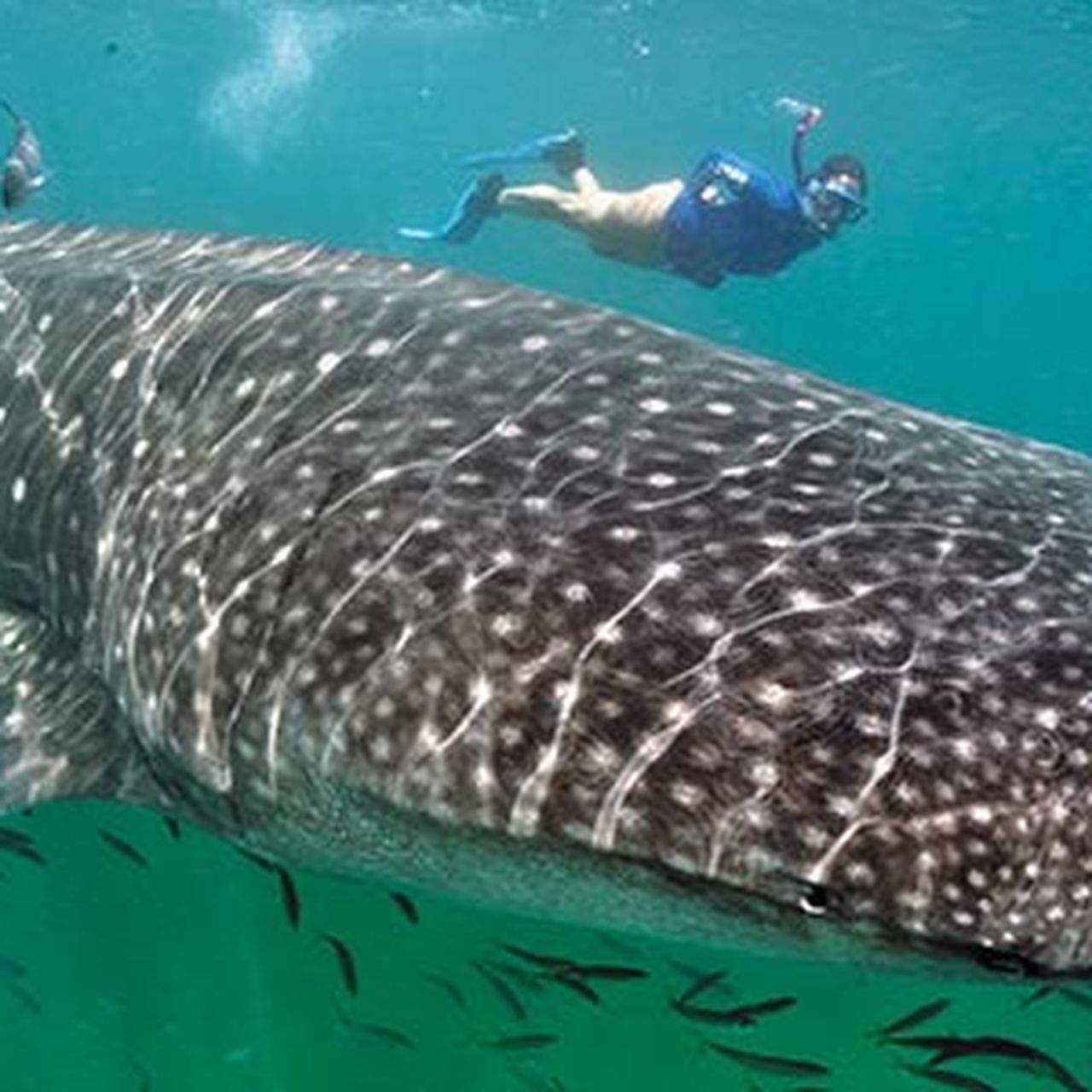 Images Of Whale Sharks