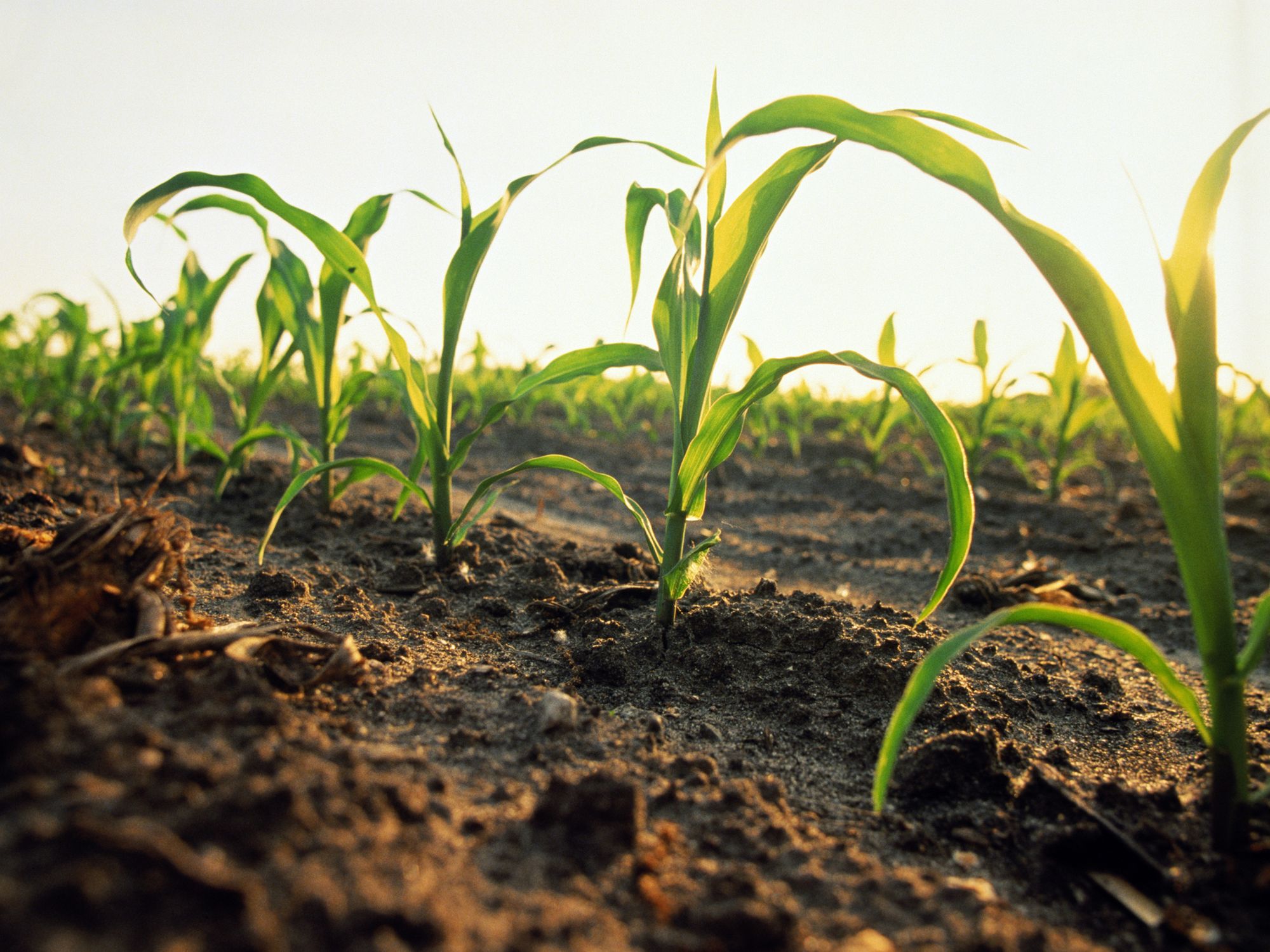 Microplastics Are Making Photosynthesis Harder for Plants—and That ...