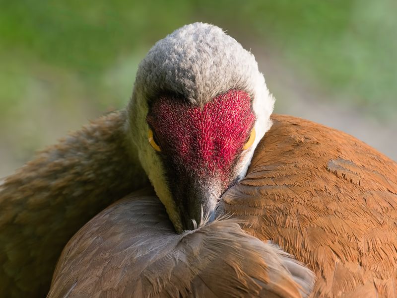 Cranky Crane | Smithsonian Photo Contest | Smithsonian Magazine