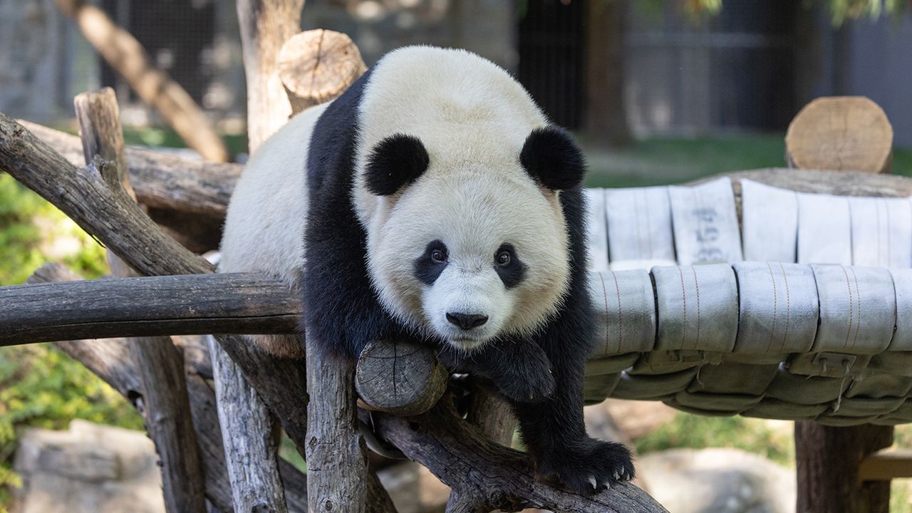 how to draw a pandas habitat