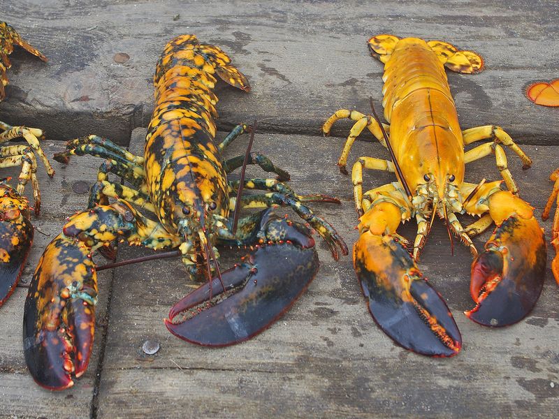Four unique lobsters | Smithsonian Photo Contest | Smithsonian Magazine