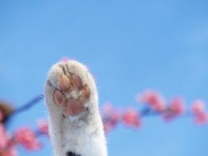 Left paw store