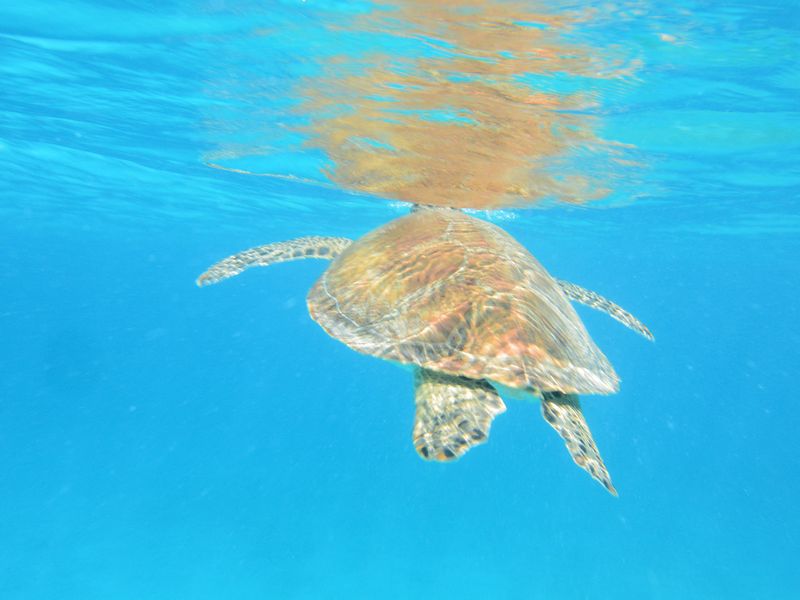 Turtle Cove, turtle breathing air | Smithsonian Photo Contest ...