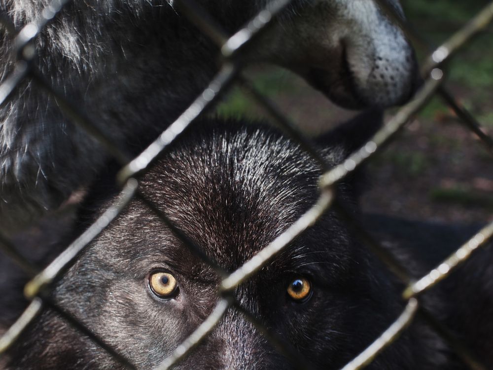 PHOTOS: A Sanctuary for Wolves