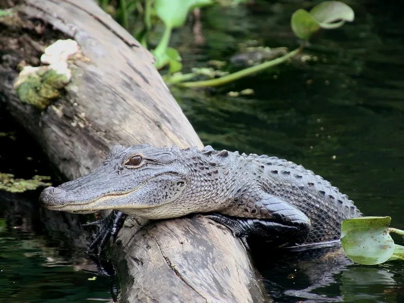 Gator on the Bayou | Smithsonian Photo Contest | Smithsonian Magazine