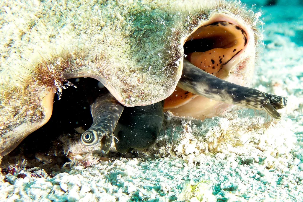 conch animal inside