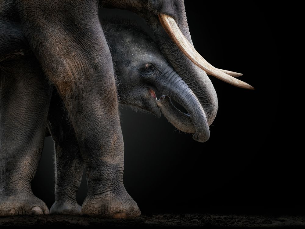 Impenetrable Shield | Smithsonian Photo Contest | Smithsonian Magazine