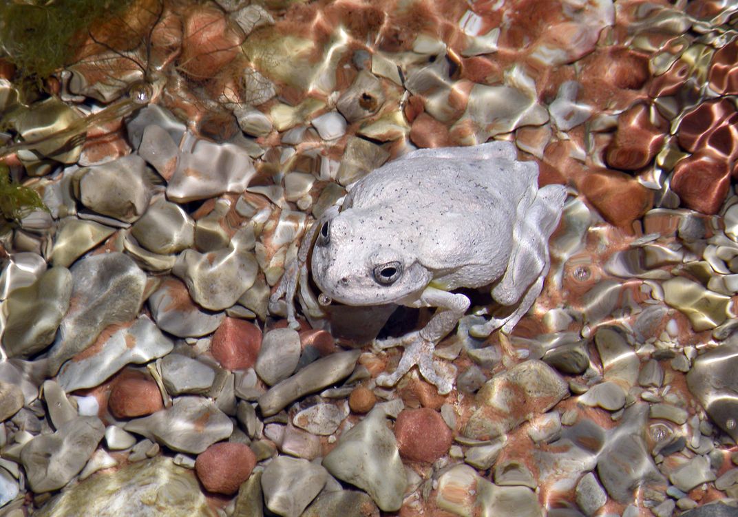 A frog under water in North Zion National Park | Smithsonian Photo ...