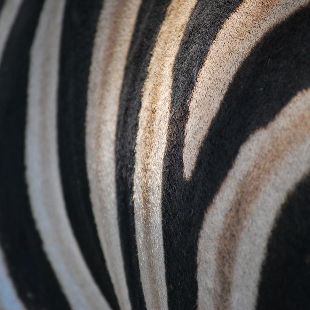 Fur Textures Zebra Stripes Zebra Striped Lines Fur Skin Print Texture