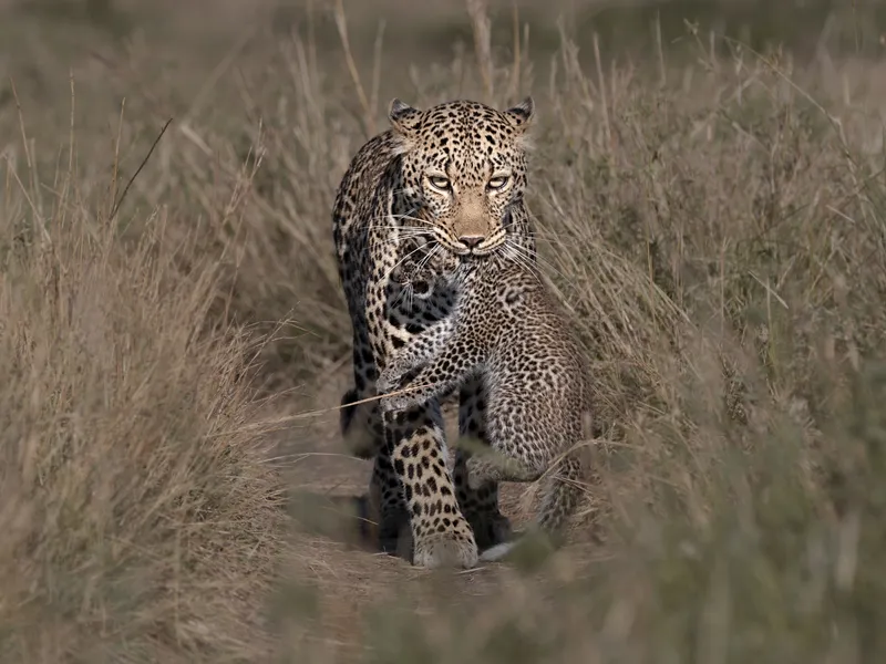 Leopard carrying her cub | Smithsonian Photo Contest | Smithsonian Magazine