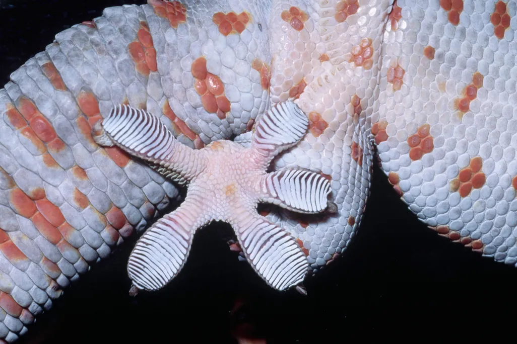 leopard gecko bite force