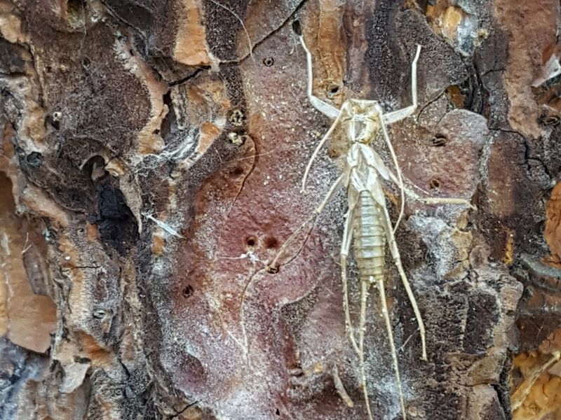 Golden Bug on a tree | Smithsonian Photo Contest | Smithsonian Magazine