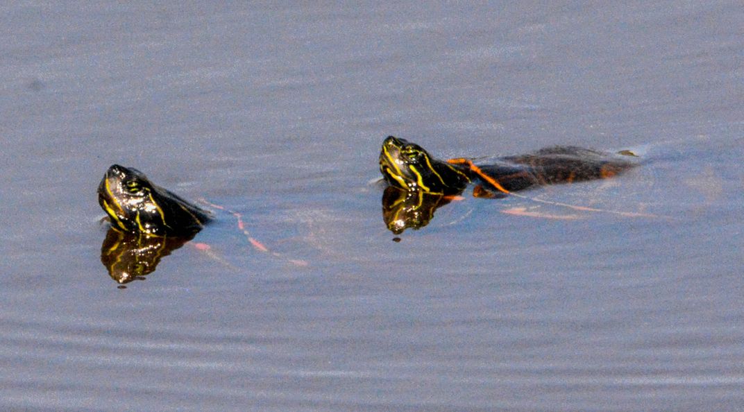 Double Turtle | Smithsonian Photo Contest | Smithsonian Magazine