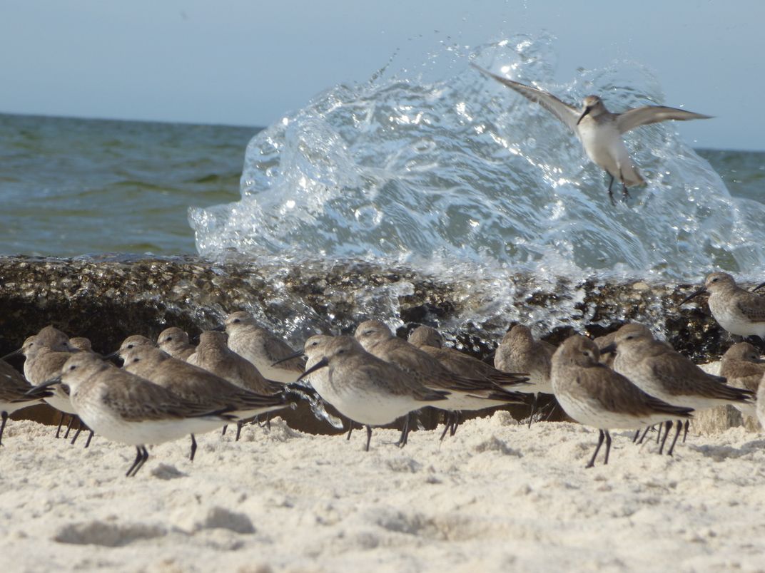 Sandpiper flying in. | Smithsonian Photo Contest | Smithsonian Magazine