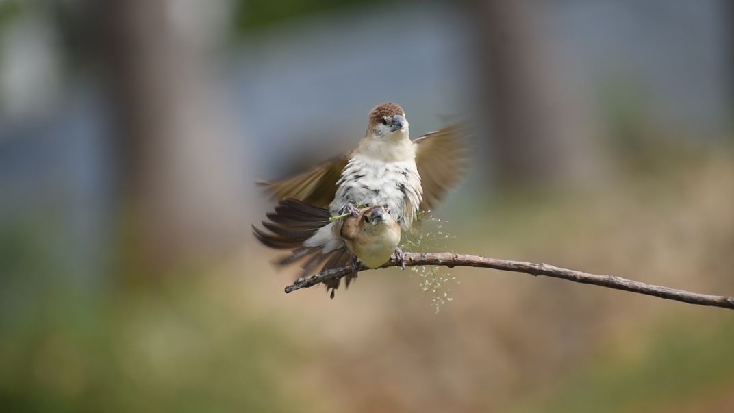 Mating Ritual | Smithsonian Photo Contest | Smithsonian Magazine