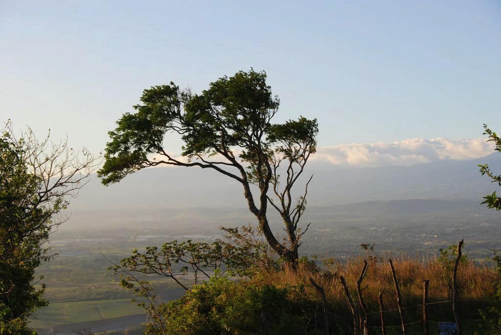 Bowing tree | Smithsonian Photo Contest | Smithsonian Magazine