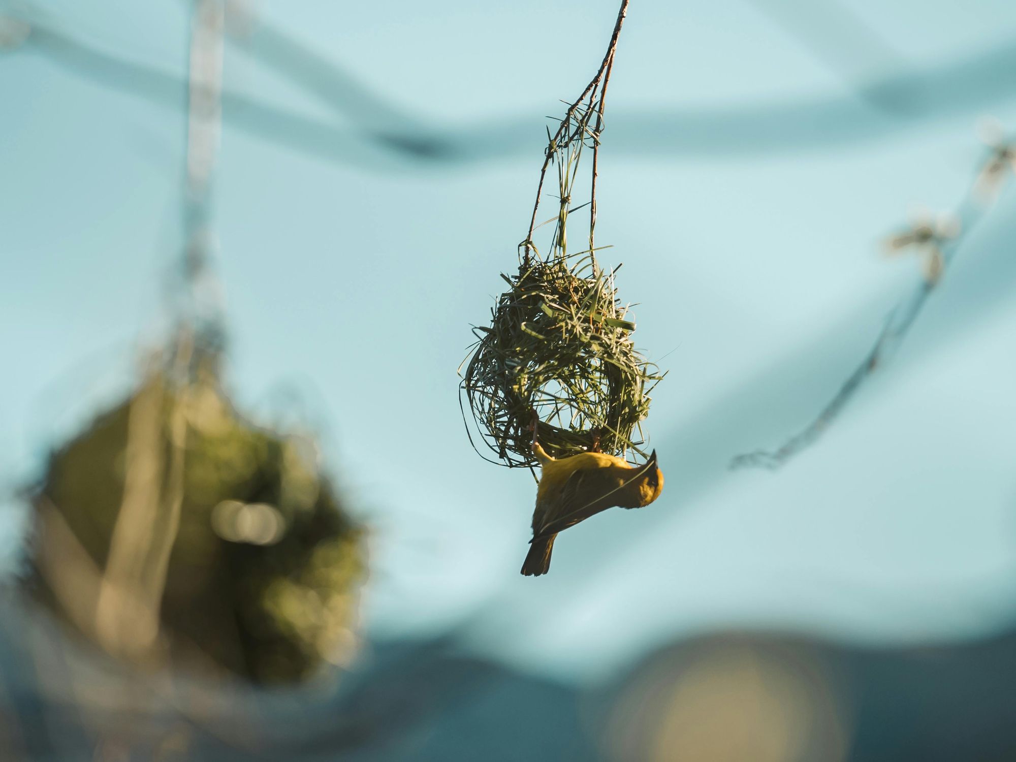 Bird Nests and Eggs Reveal More Than Meets the Eye | Smithsonian Voices ...