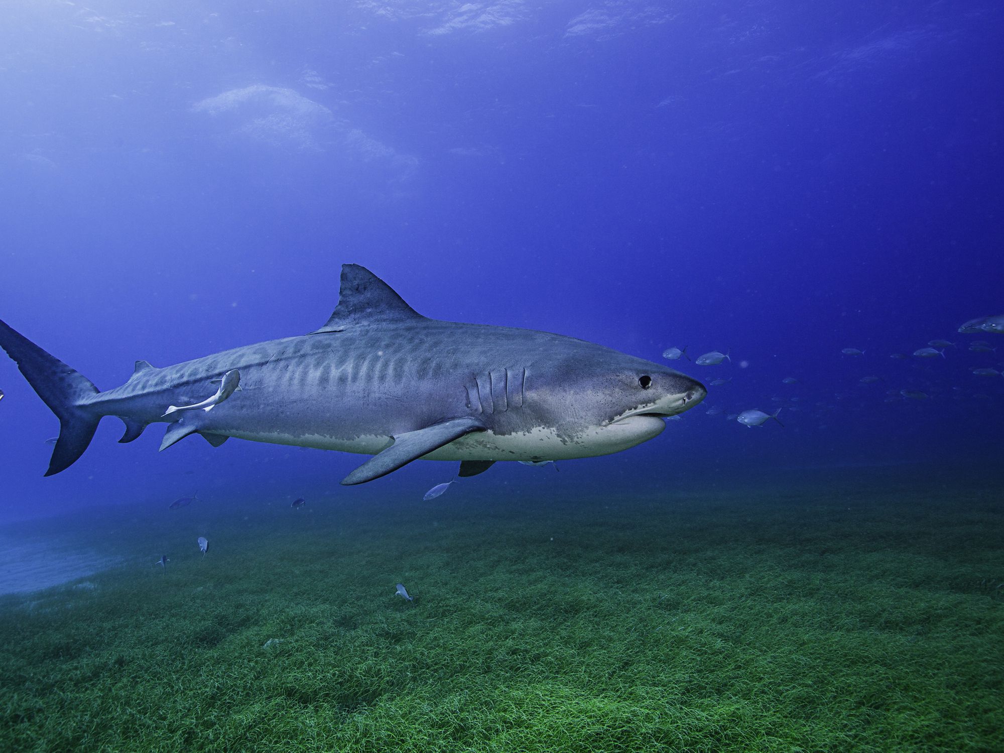 Tiger Sharks Carry Cameras to Help Scientists Map Seagrass