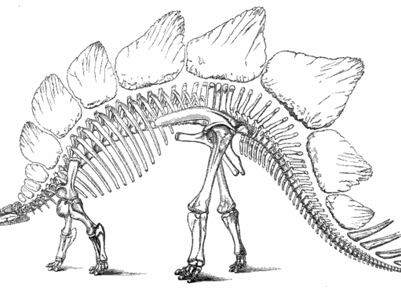 Dinosaur Skeleton Coloring Pages
