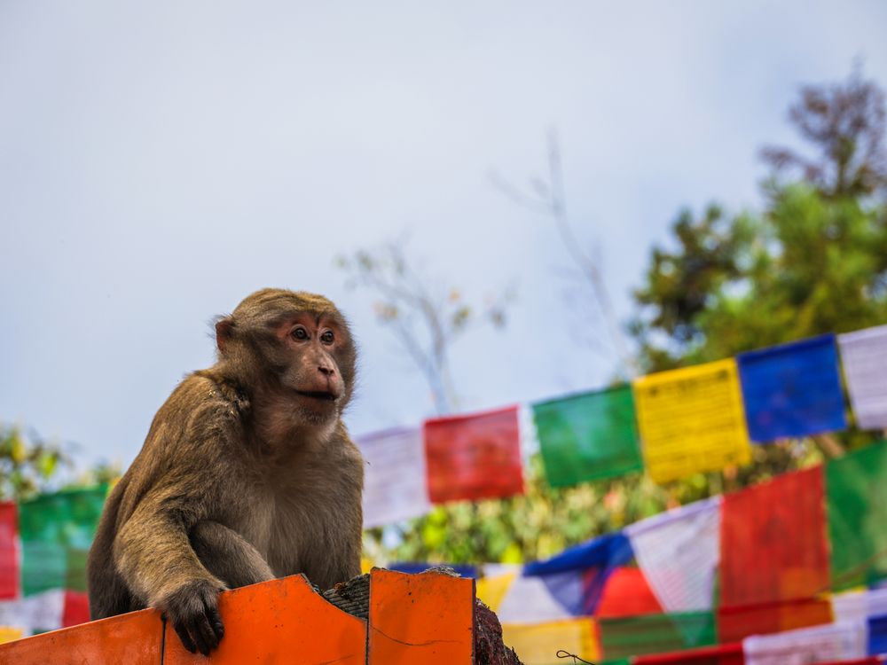 Monkey Perched on a Buddhist Temple | Smithsonian Photo Contest ...