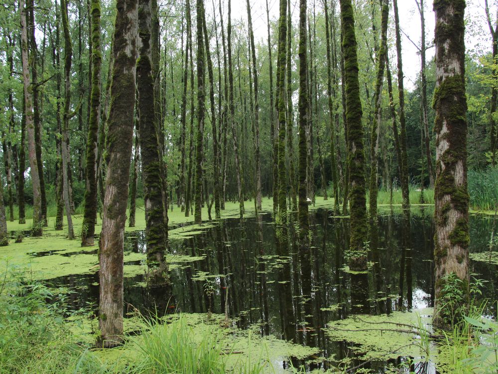 Saravan Forest Park in Iran | Smithsonian Photo Contest | Smithsonian ...